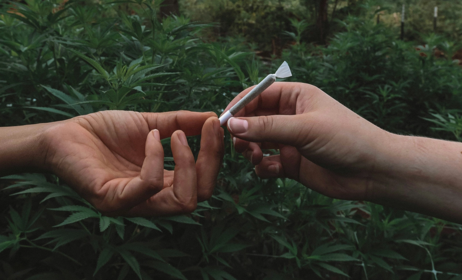 Is It Safe for Older Adults to Use Cannabis for Pain? | GOLDLEAF